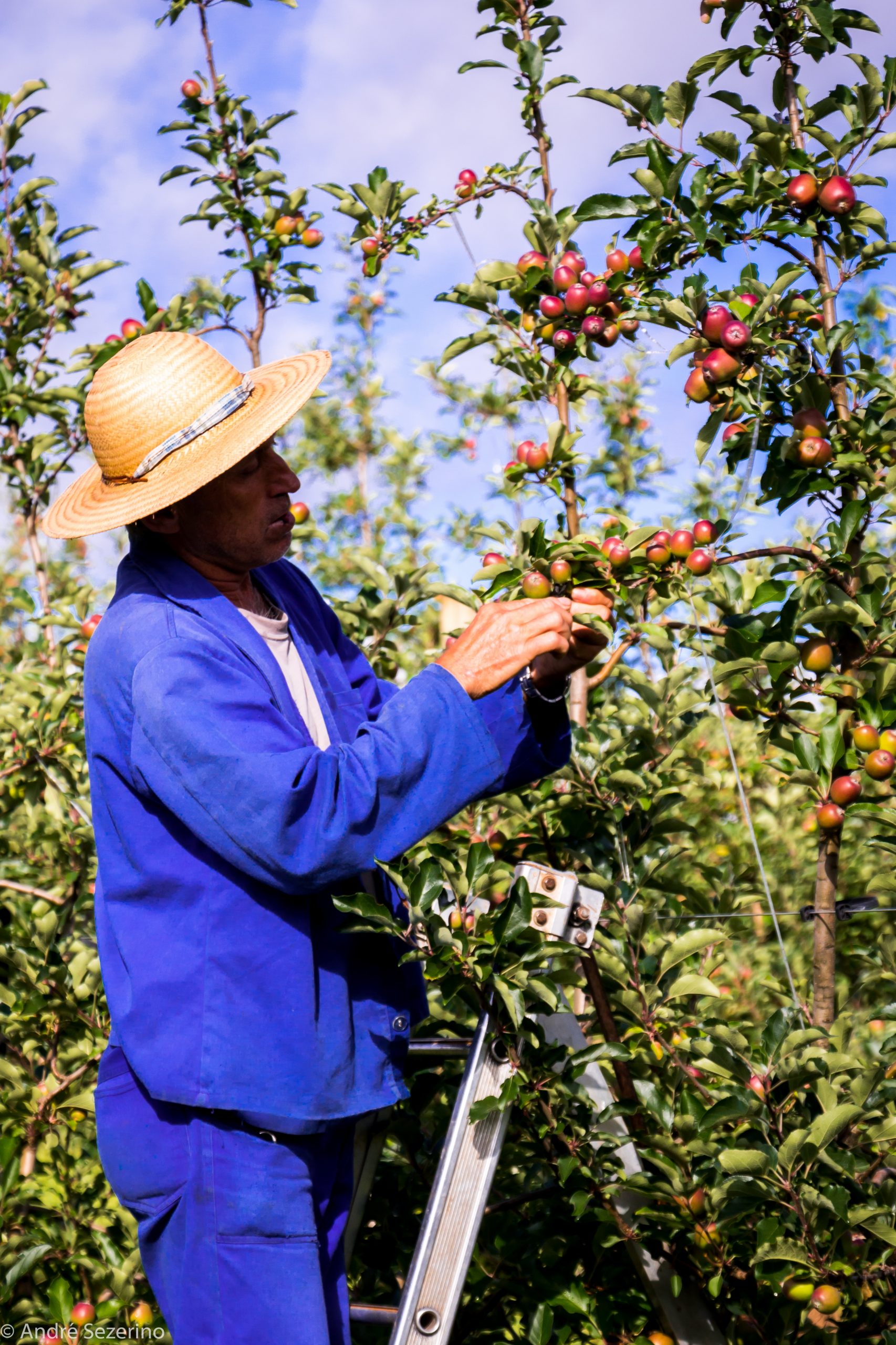 Metodologia - Observatório Agro Catarinense