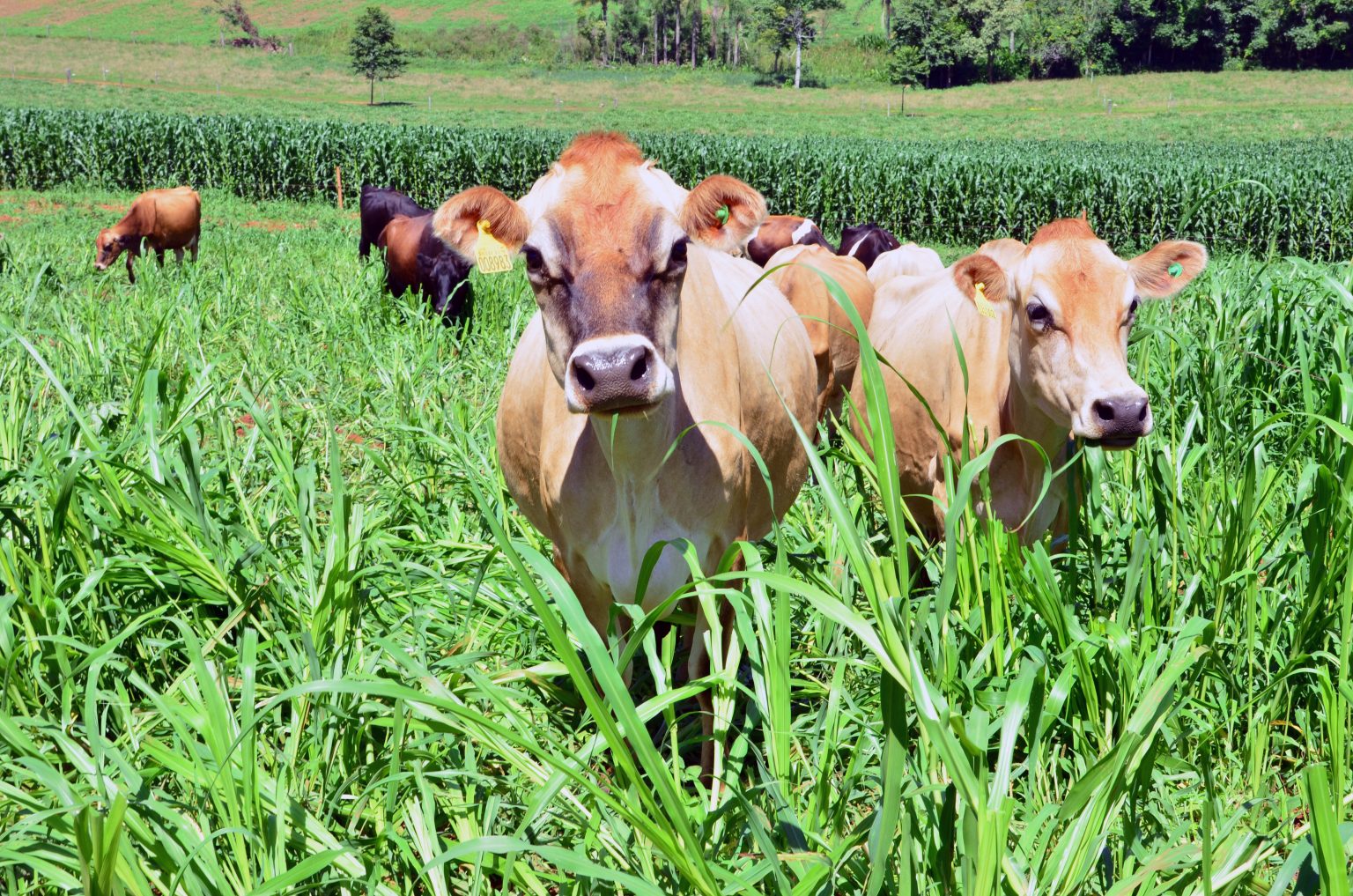 Produção Agropecuária - Observatório Agro Catarinense